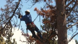 Ben and Cathy Carr - Carr Tree Experts - County Advisory Board